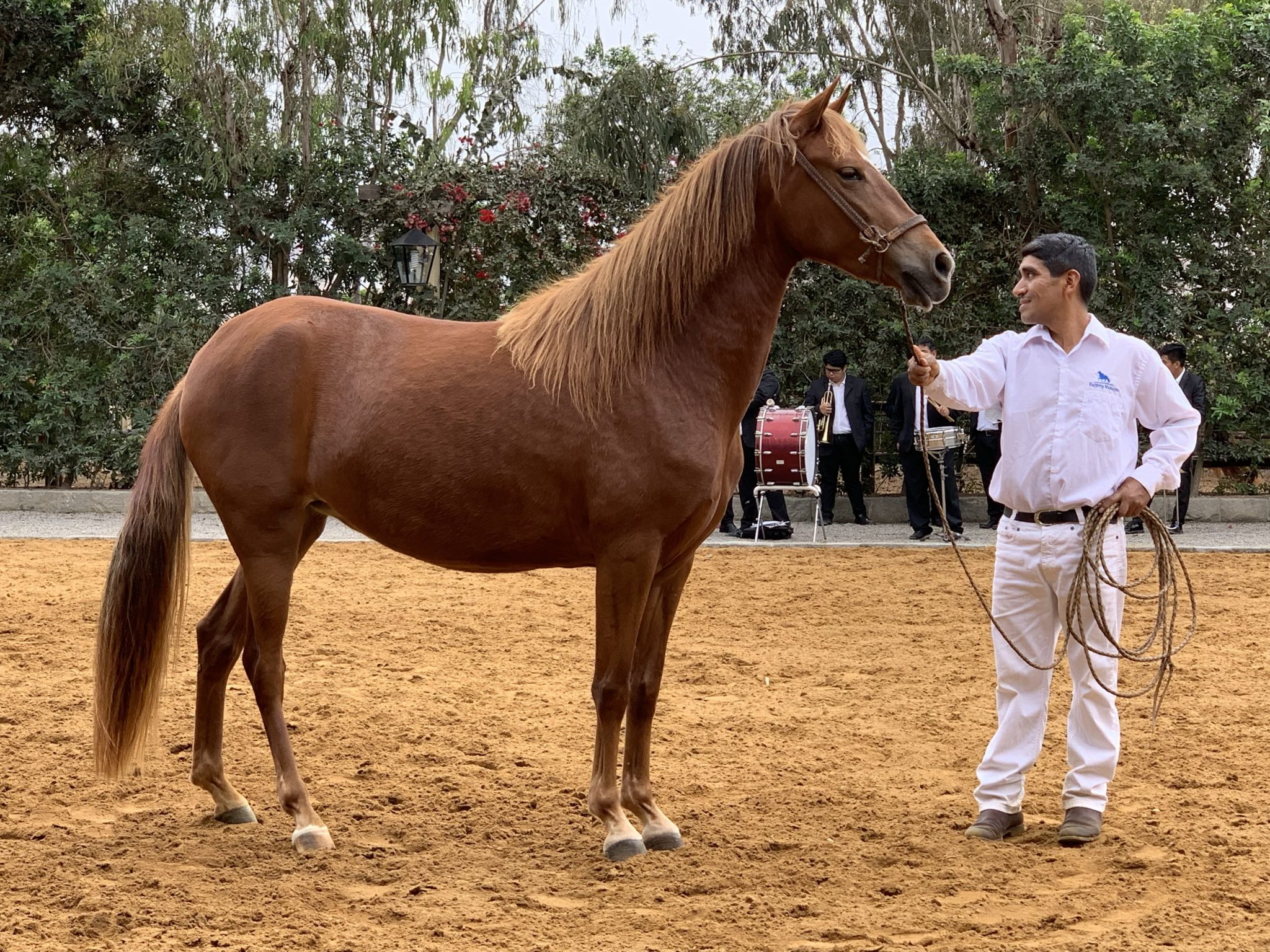 The Peruvian Passo Horse 2019